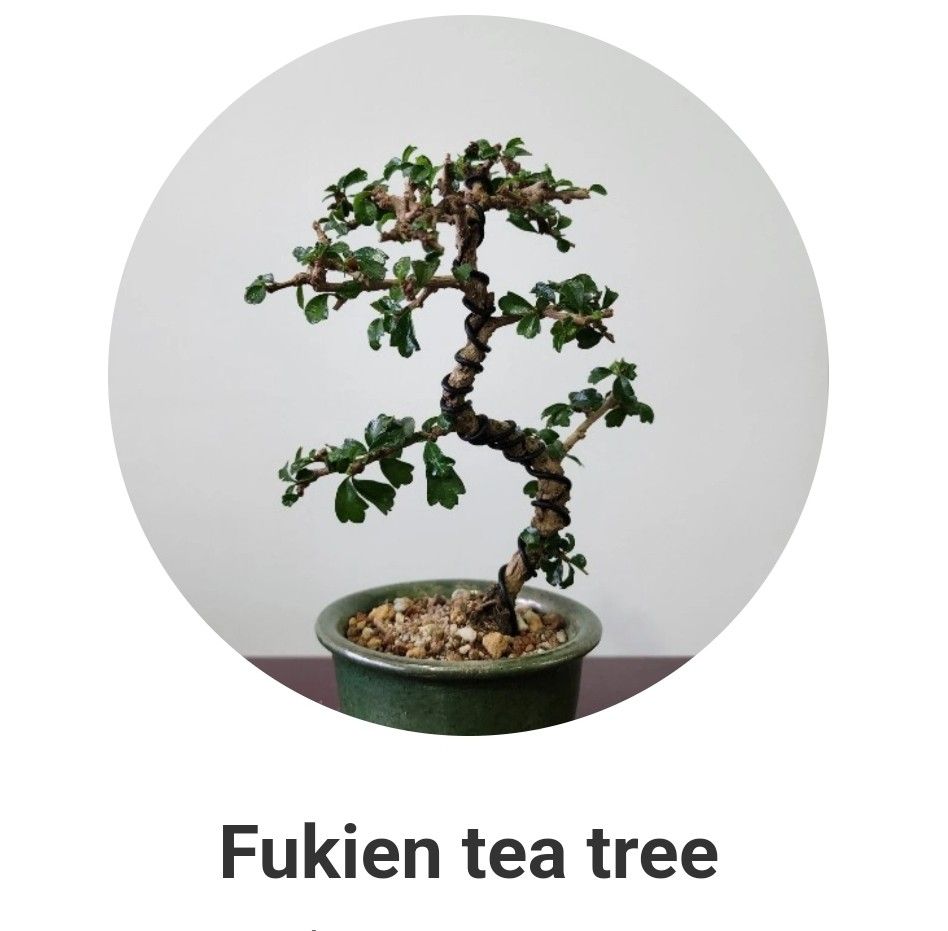 Fukien Tea Bonsai 18.5-0, Furniture & Home Living, Gardening, Plants ...
