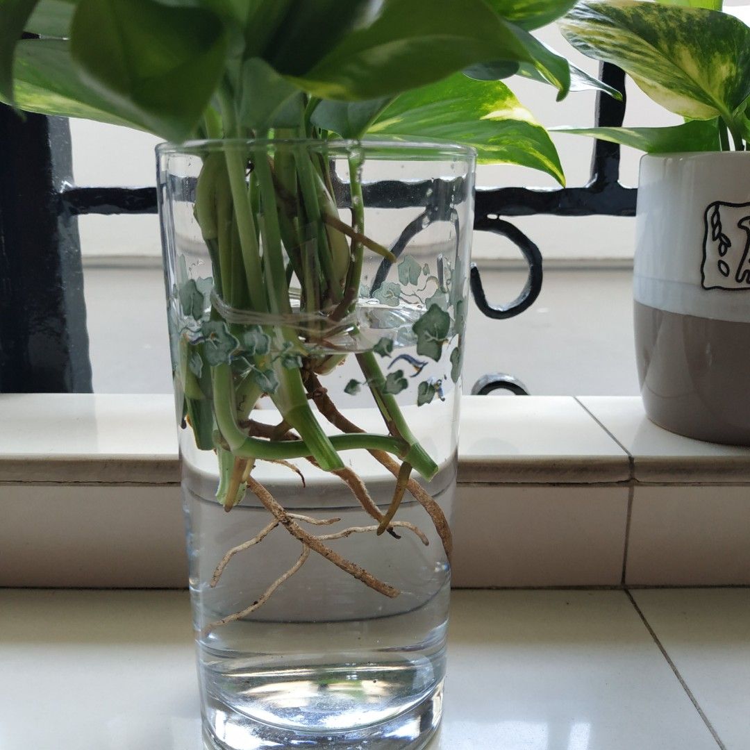 Home Grown Epipremnum Aureum/ Money plants/ Variegated Potho/ Devil's ...