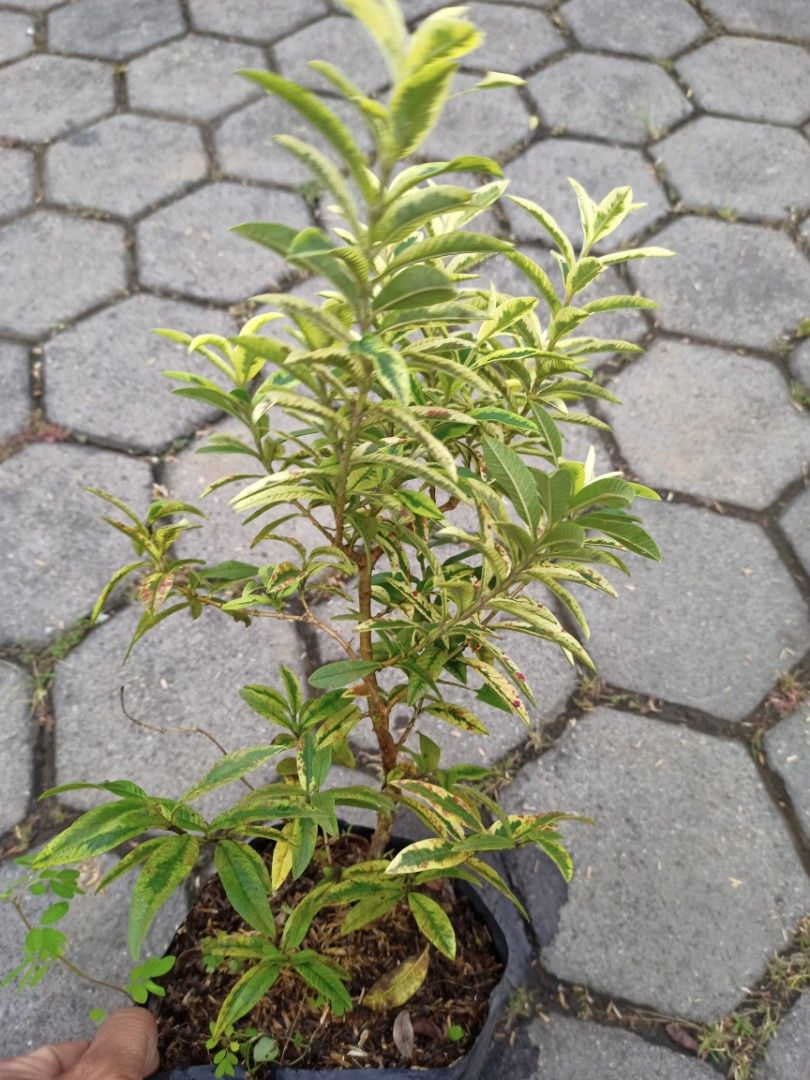 mini guava variegated, Furniture & Home Living, Gardening, Plants ...