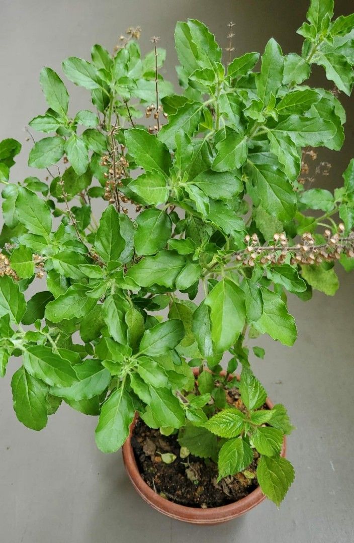 Ocimum Tenuiflorum Holy Basil Tulsi Indian Holy basil, Furniture & Home ...