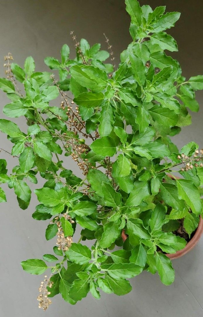Ocimum Tenuiflorum Holy Basil Tulsi Indian Holy basil, Furniture & Home ...