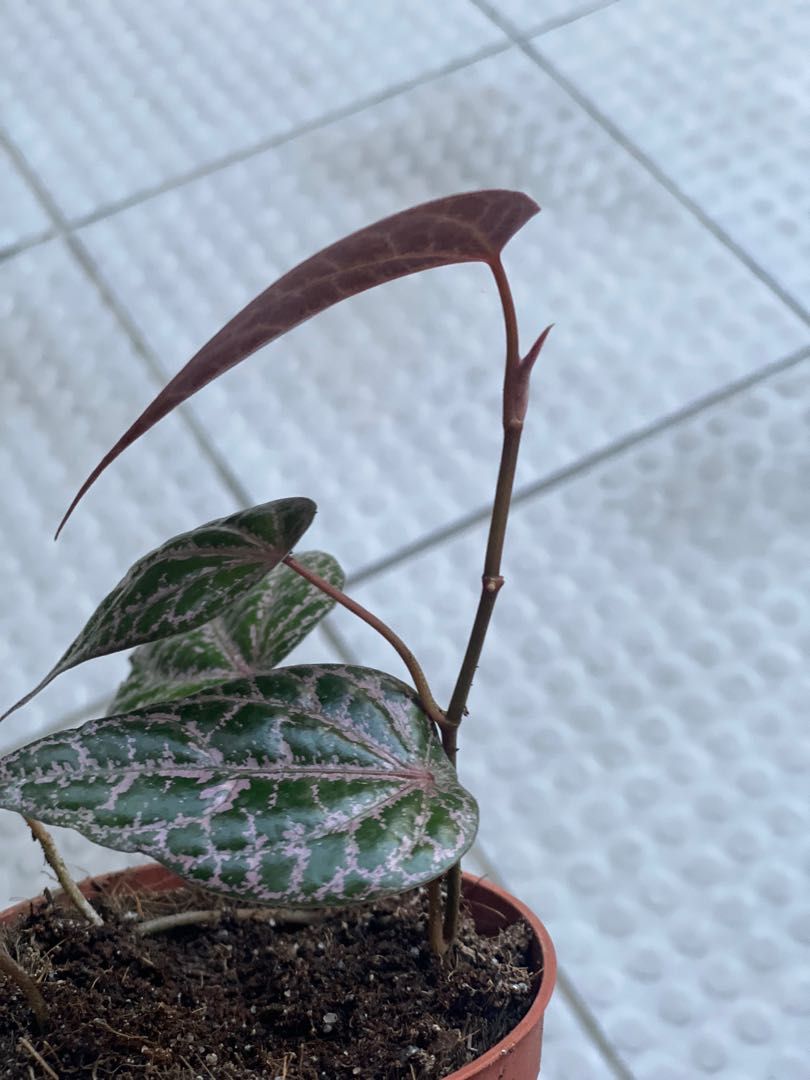 Pink Piper Ornatum, Furniture & Home Living, Gardening, Plants & Seeds ...