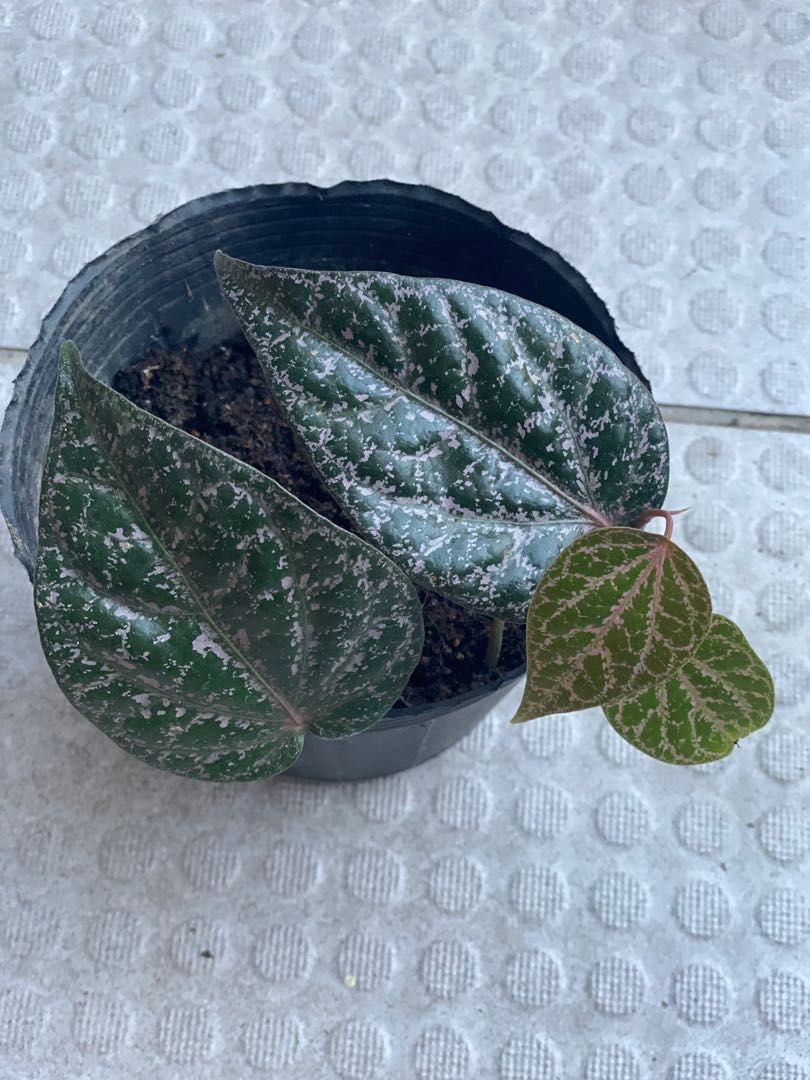 Pink piper ornatum, Furniture & Home Living, Gardening, Plants & Seeds ...