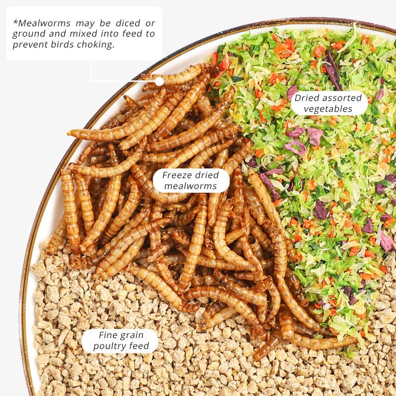 2.5kg MEALWORM + VEGE Chicken Quail HIGH PROTEIN Layer Feed Crumbles ...