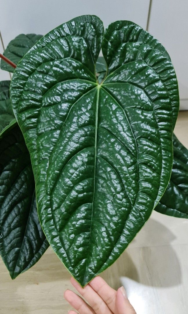Anthurium Radicans, Furniture & Home Living, Gardening, Plants & Seeds ...