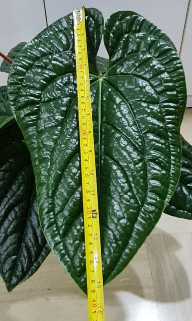 Anthurium Radicans, Furniture & Home Living, Gardening, Plants & Seeds ...