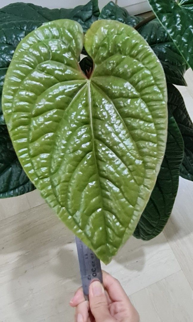 Anthurium Radicans, Furniture & Home Living, Gardening, Plants & Seeds ...