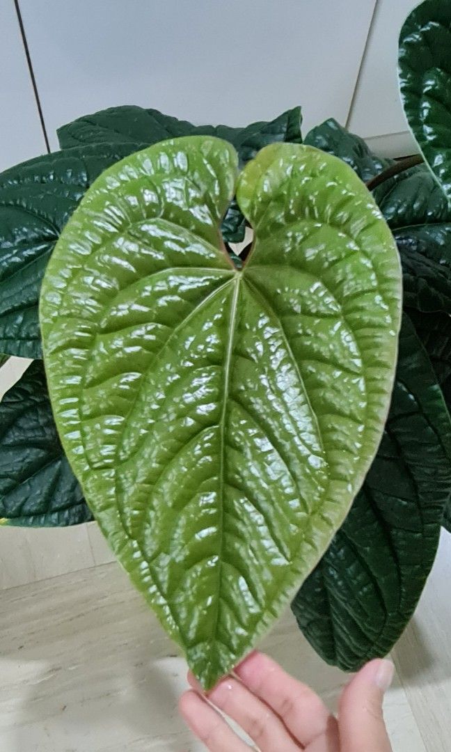 Anthurium Radicans, Furniture & Home Living, Gardening, Plants & Seeds ...