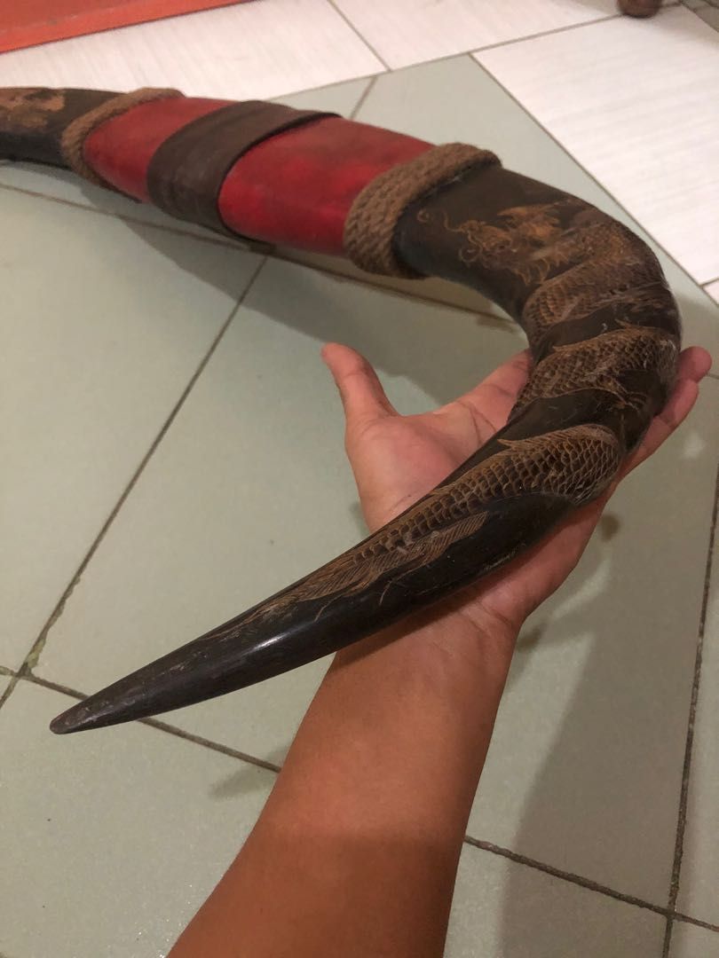 Antique vintage large horn wall display, Hobbies & Toys, Memorabilia ...