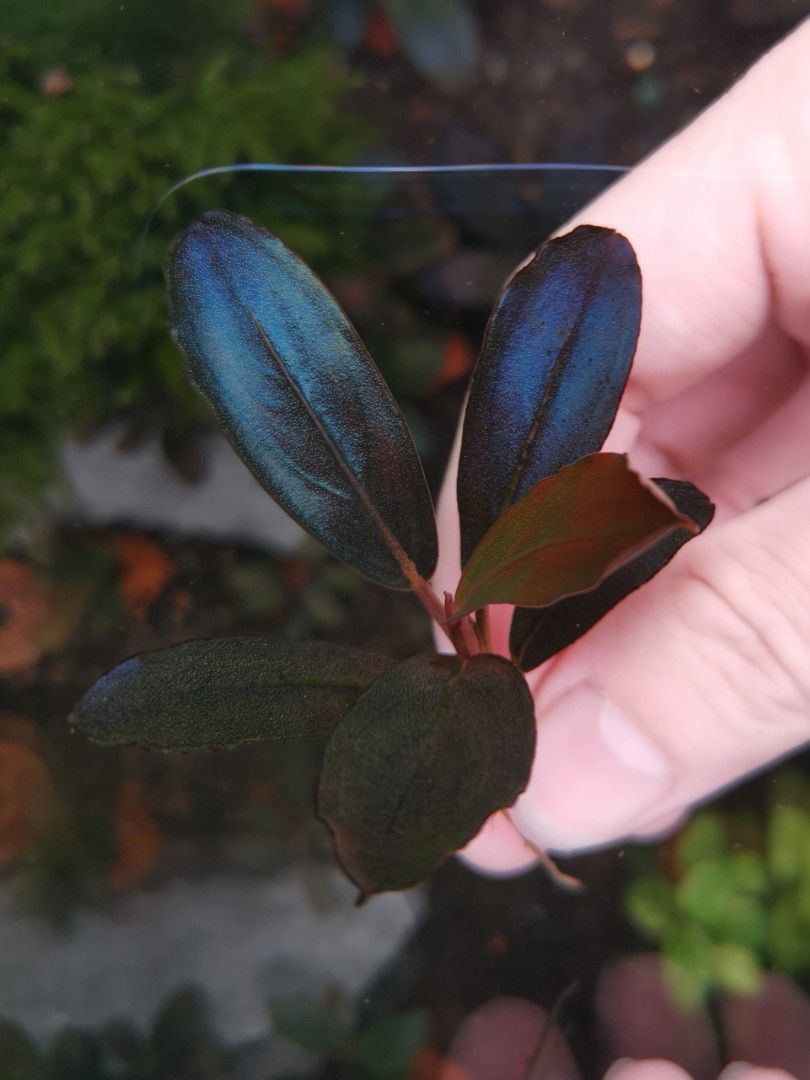 Bucep Bucephalandra Black Angel, Furniture & Home Living, Gardening ...