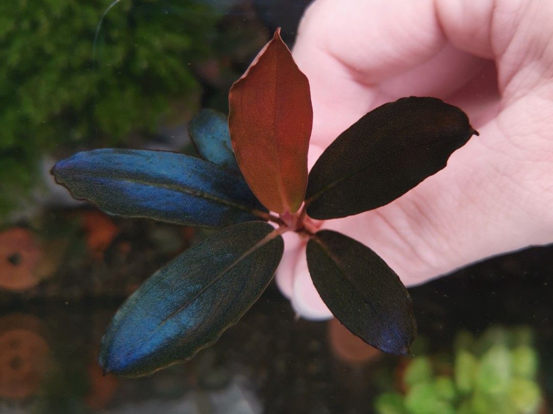 Bucep Bucephalandra Black Angel, Furniture & Home Living, Gardening ...