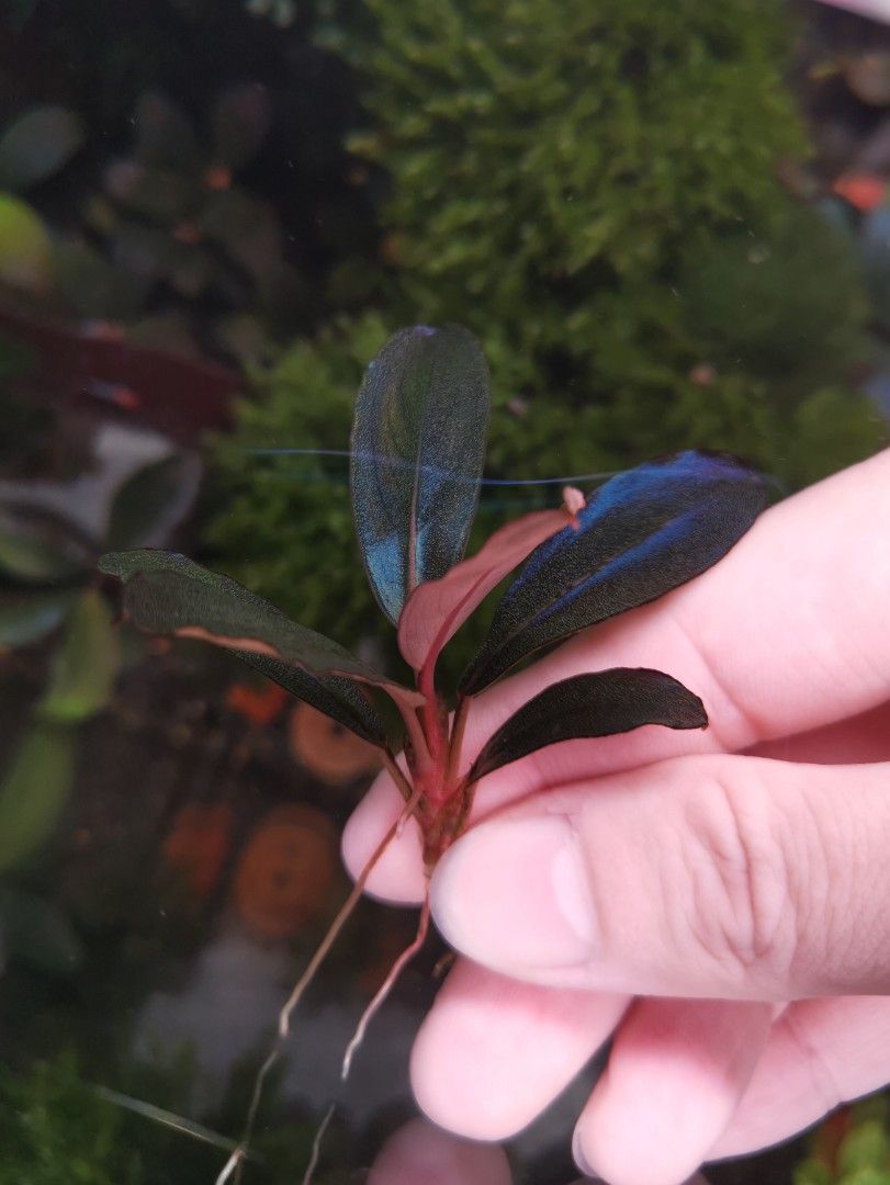 Bucep Bucephalandra Black Angel, Furniture & Home Living, Gardening, Plants & Seeds on Carousell