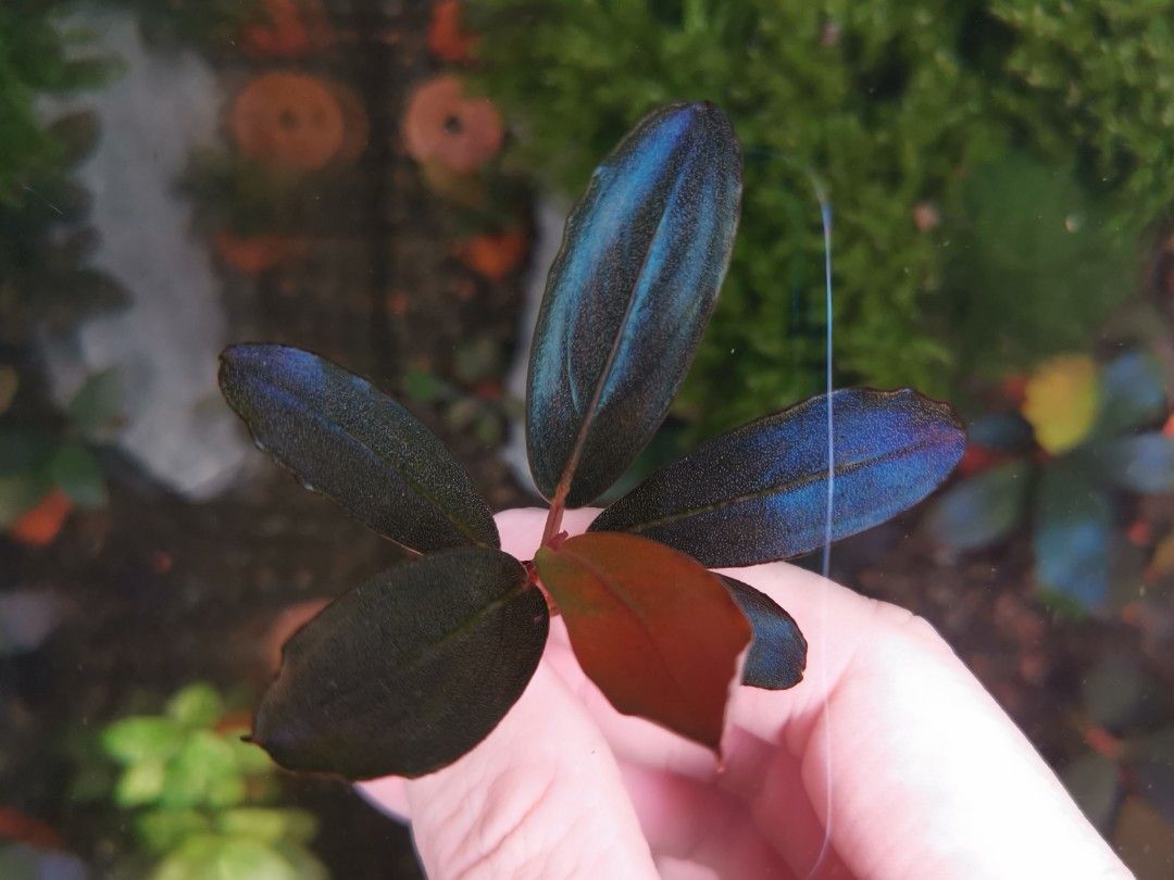 Bucep Bucephalandra Black Angel, Furniture & Home Living, Gardening, Plants & Seeds on Carousell