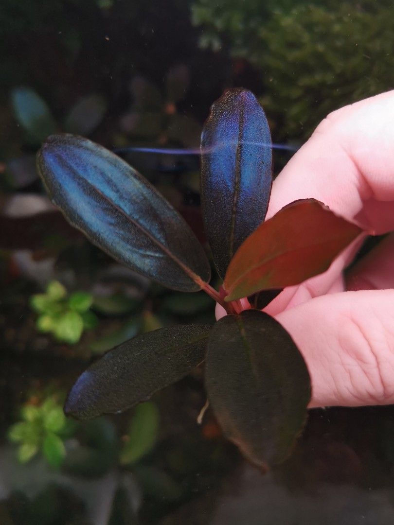 Bucep Bucephalandra Black Angel, Furniture & Home Living, Gardening ...