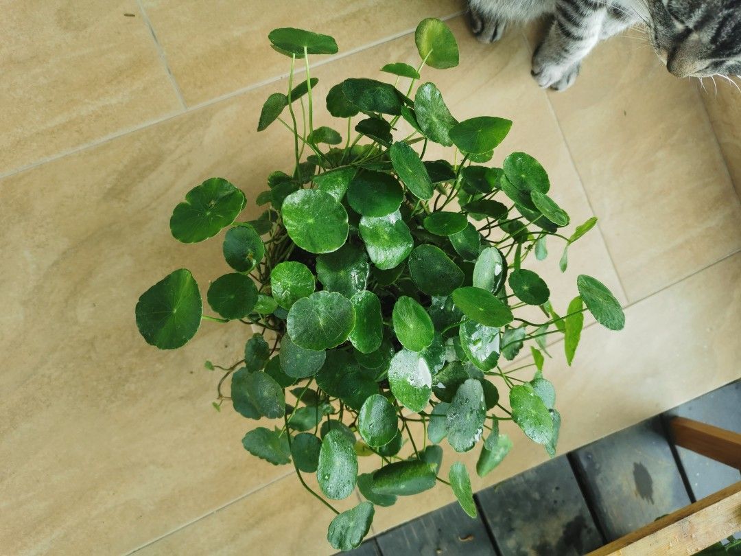 copper coin plant, Furniture & Home Living, Gardening, Plants & Seeds ...