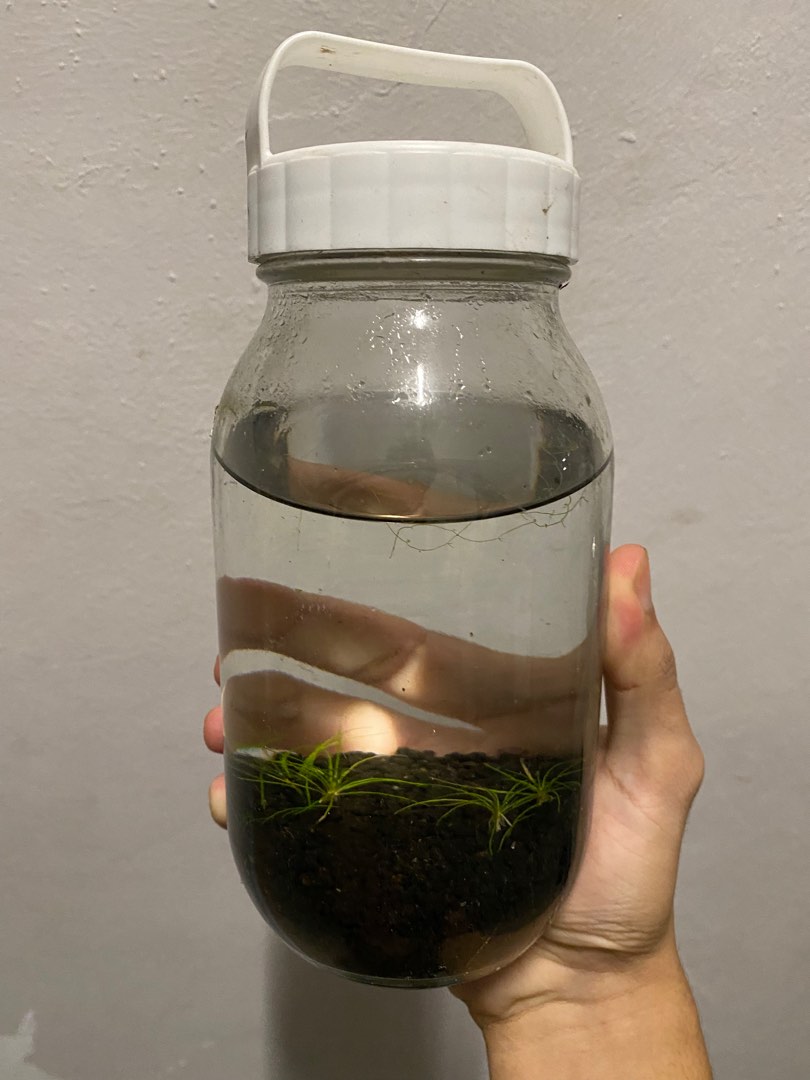 Dwarf hair grass, Furniture & Home Living, Gardening, Plants & Seeds on ...