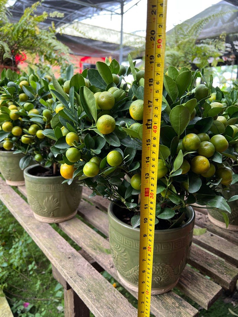 CNY Plants Collection: Four Season Lime Plant, Furniture & Home Living ...