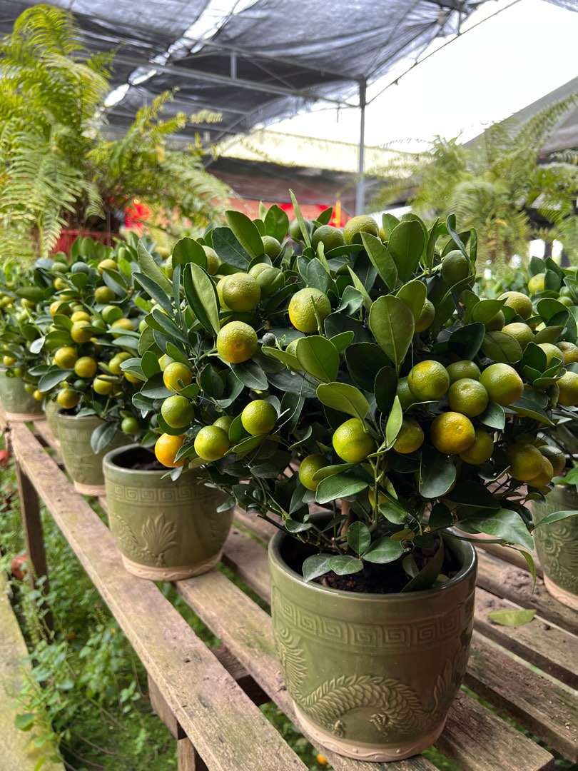 CNY Plants Collection: Four Season Lime Plant, Furniture & Home Living ...