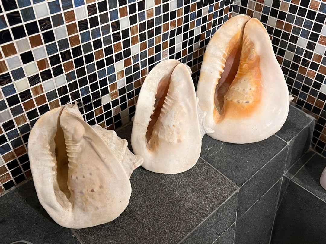 Giant Horned Helmet (Conch Shell), Furniture & Home Living, Home Decor ...