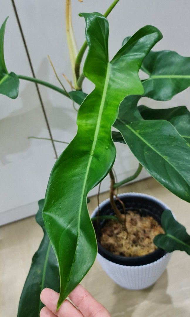 Philodendron Jerry Horne, Furniture & Home Living, Gardening, Plants ...