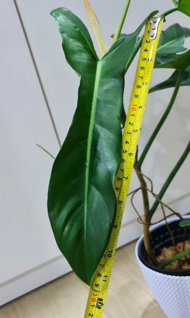 Philodendron Jerry Horne, Furniture & Home Living, Gardening, Plants ...