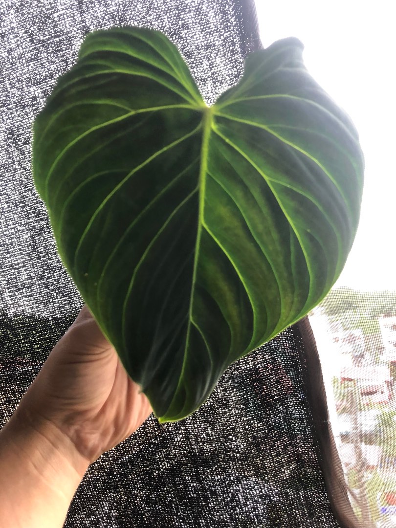 Philodendron Splendid, Furniture & Home Living, Gardening, Plants ...