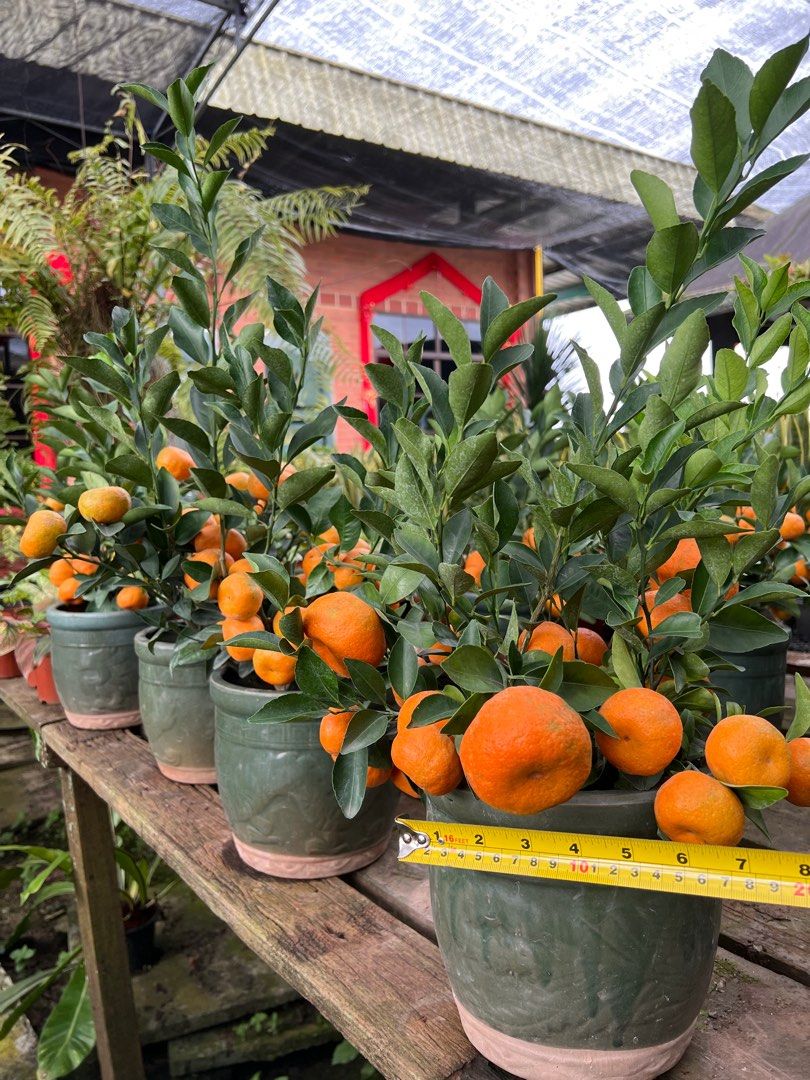 CNY Plants Collection: Zhu Sha Mandarin Orange Plant, Furniture & Home ...