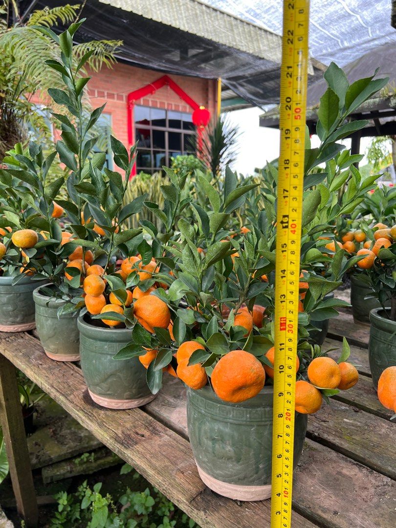 CNY Plants Collection: Zhu Sha Mandarin Orange Plant, Furniture & Home ...