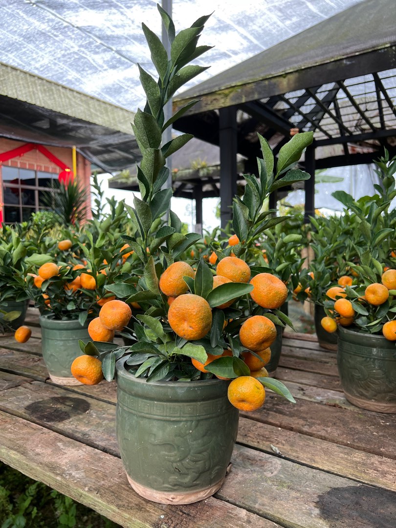 CNY Plants Collection: Zhu Sha Mandarin Orange Plant, Furniture & Home ...