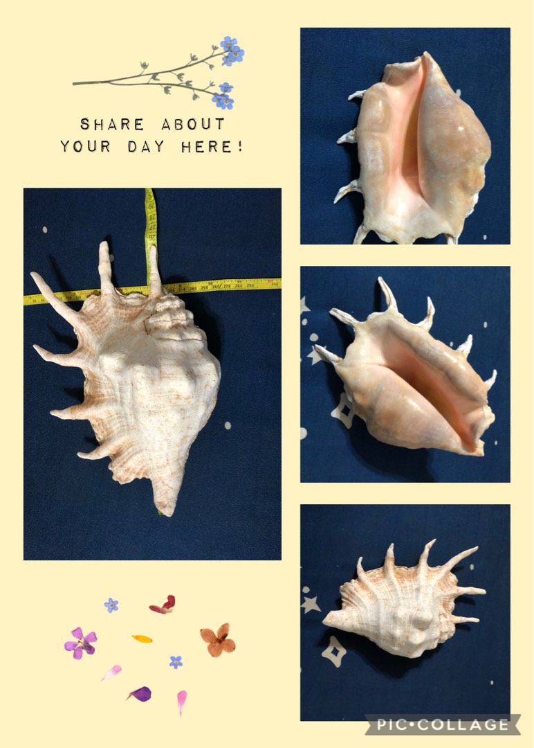 Huge Spider Conch Seashell from Saudi Red Sea on Carousell