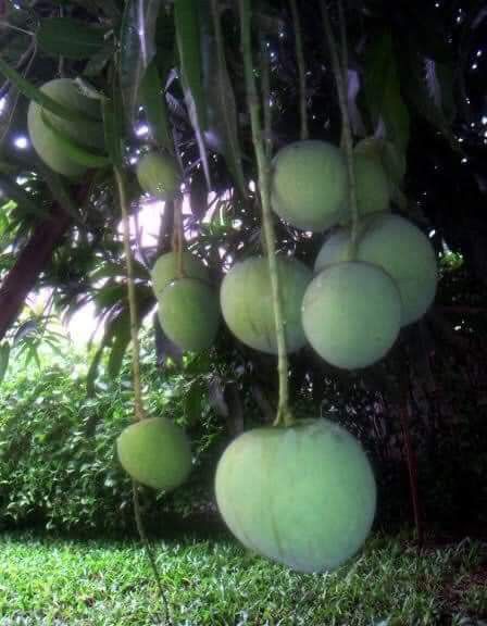 Mangga kelapa Malagua, Furniture & Home Living, Gardening, Plants ...