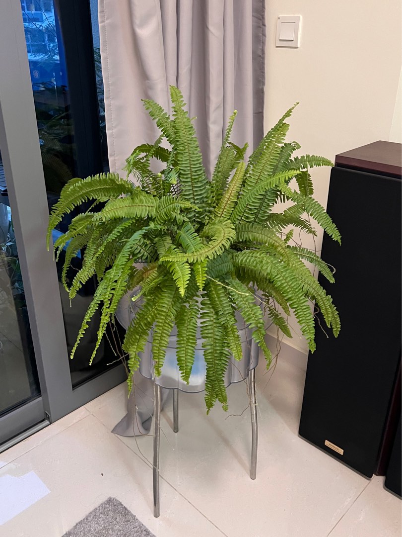 Potted fern (REAL PLANT), Furniture & Home Living, Gardening, Plants ...