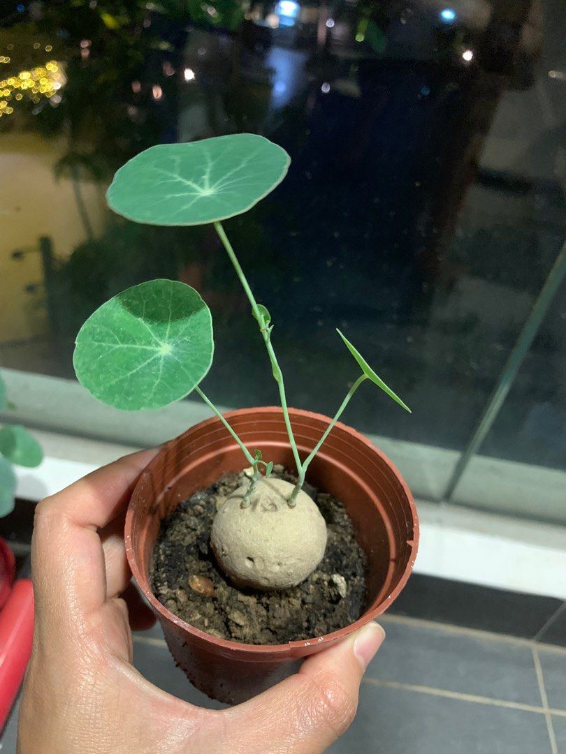 Stephania Erecta, Furniture & Home Living, Gardening, Plants & Seeds on ...