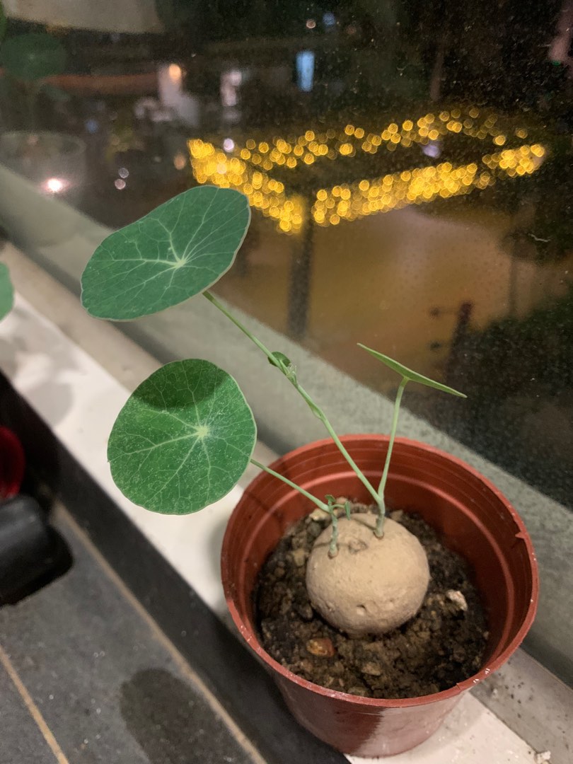 Stephania Erecta, Furniture & Home Living, Gardening, Plants & Seeds on ...