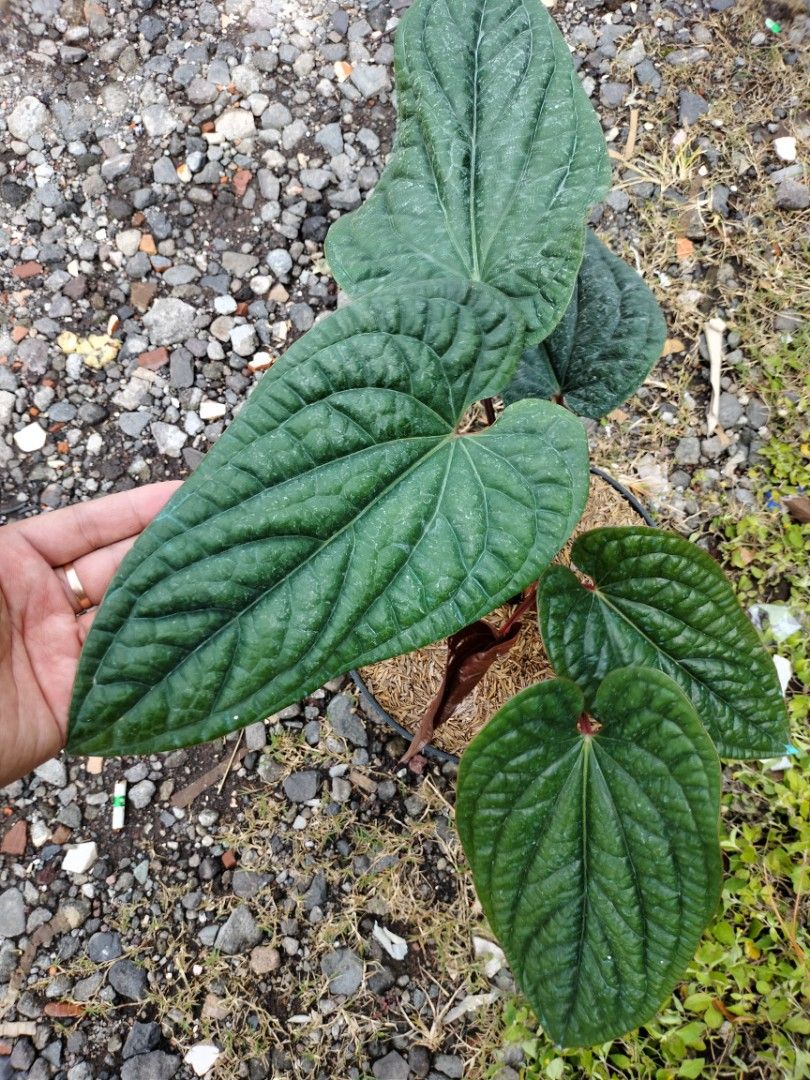 Anthurium Radicans x Luxurians ( big size), Furniture & Home Living ...