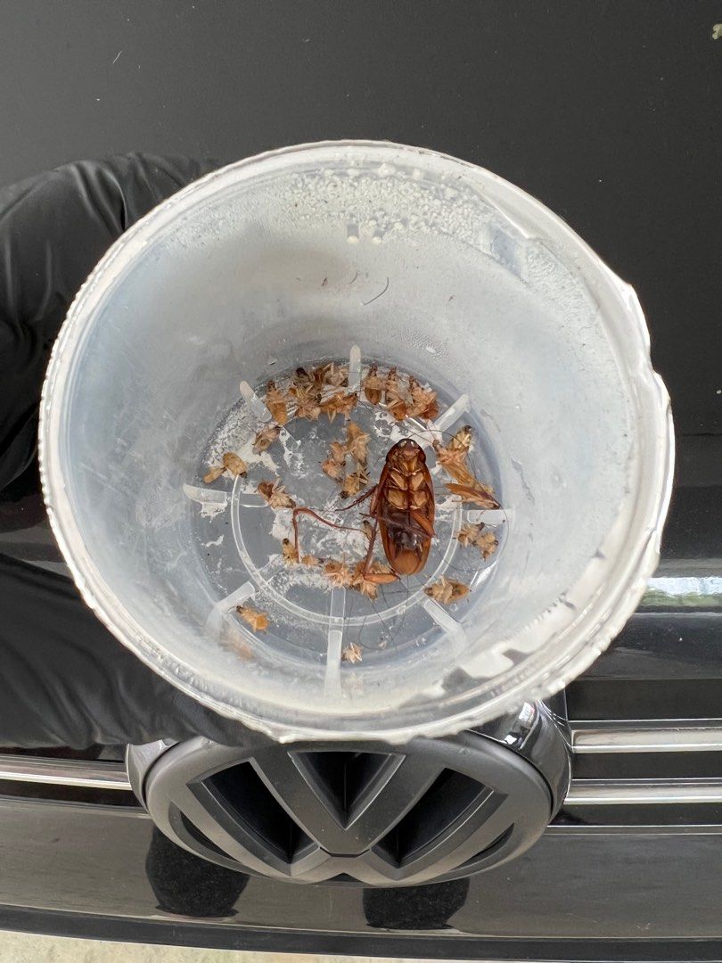 Licensed onsite mobile urgent pest cockroach fumigation for car / van ...