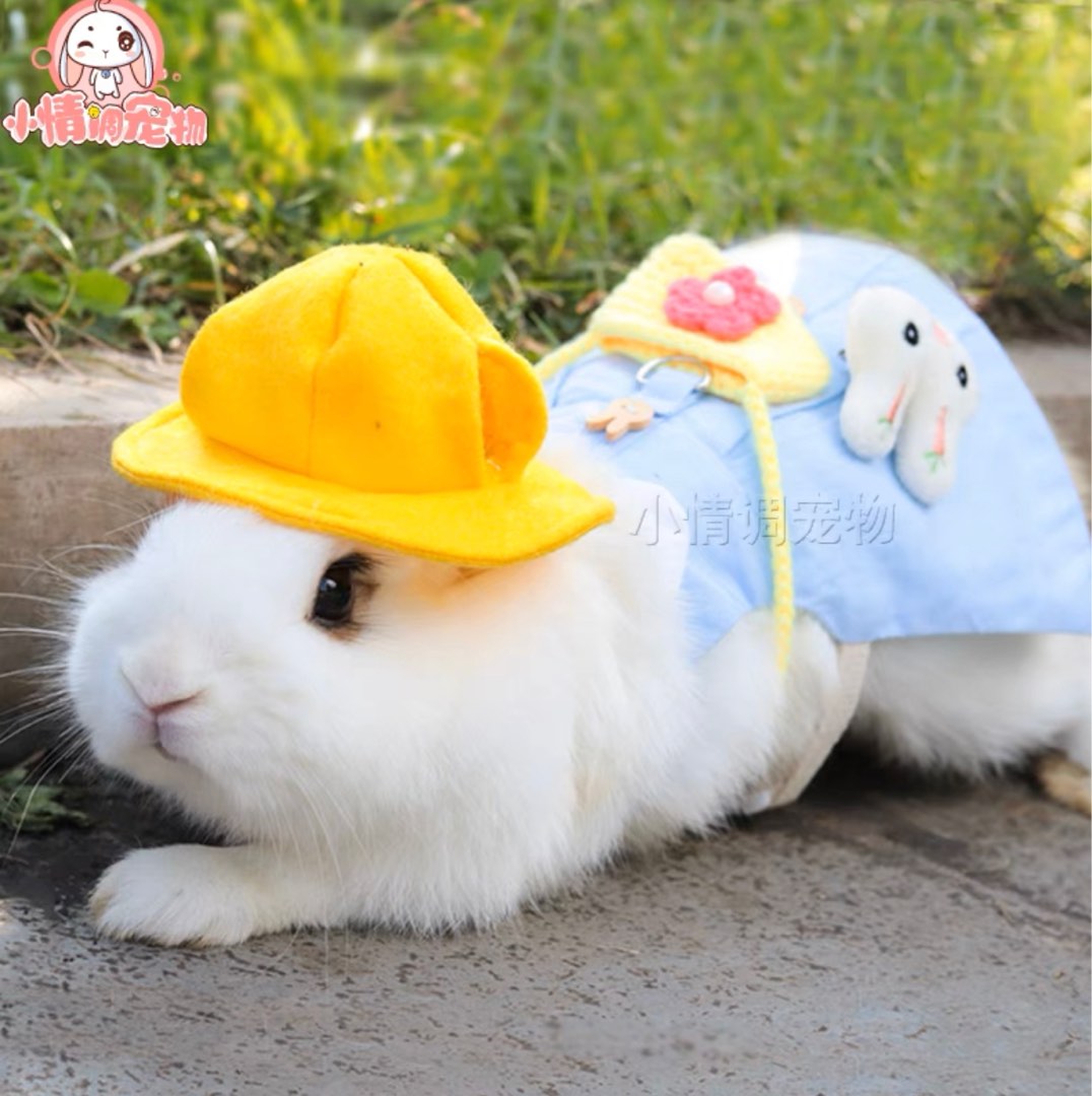 Cute Dress for Rabbit, Pet Supplies, Homes & Other Pet Accessories on ...