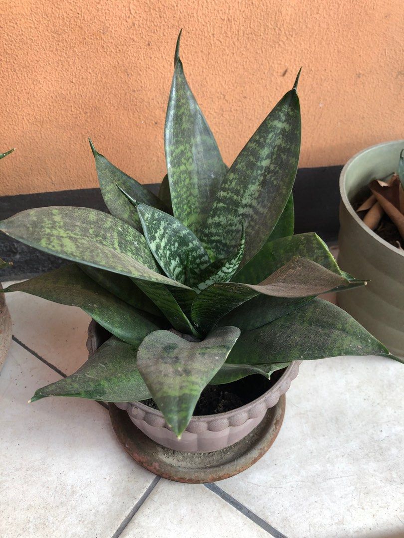 Dwarf snake plant, Furniture & Home Living, Gardening, Plants & Seeds ... Dwarf snake plant, Furniture & Home Living, Gardening, Plants & Seeds ...