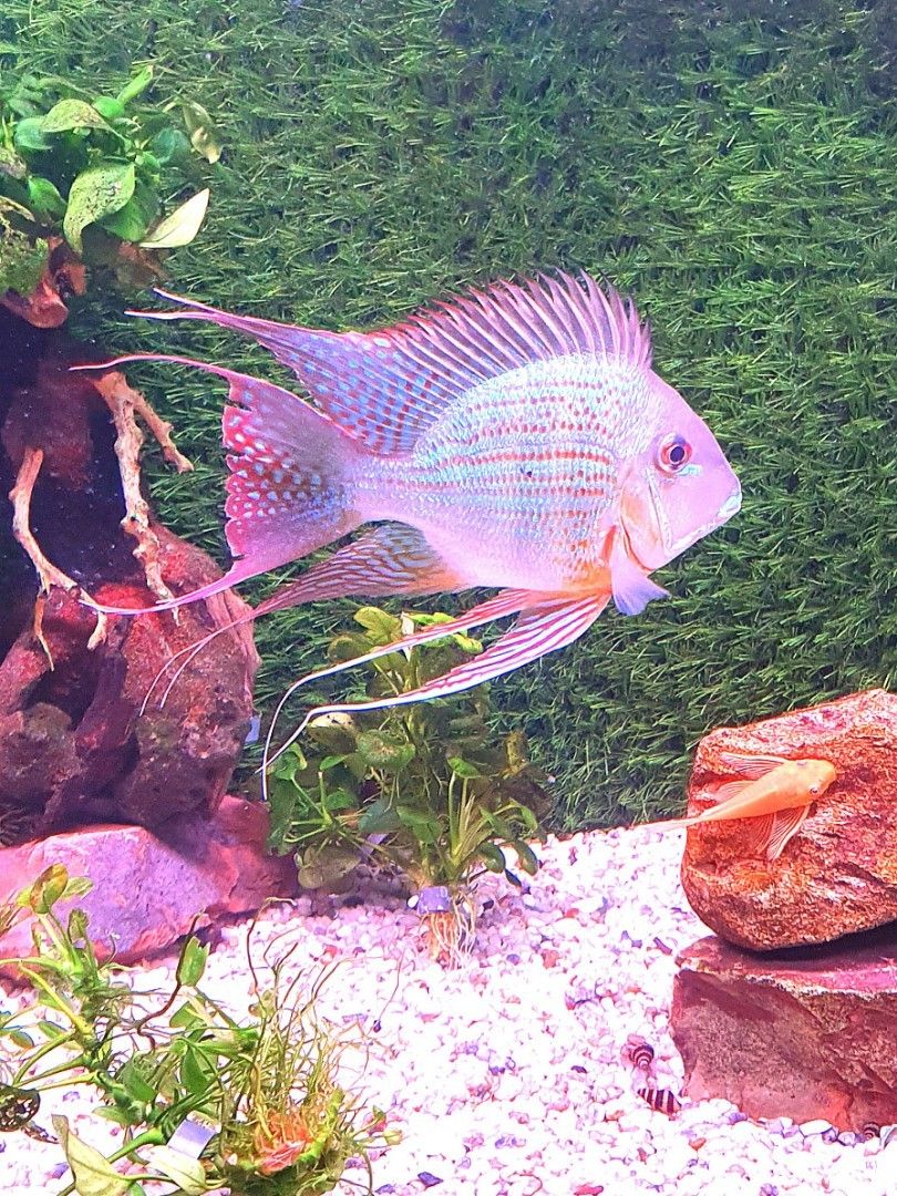 FISH TANK EARTH EATER, Pet Supplies, Homes & Other Pet Accessories on ...