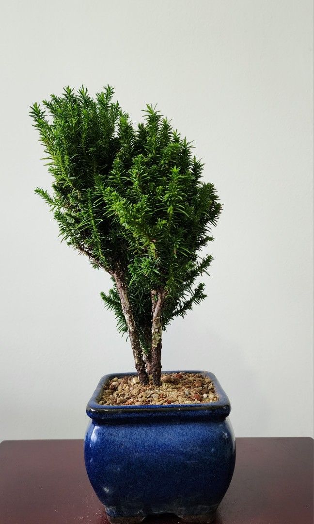 Japanese Red Cedar (Sugi) Bonsai Tree 232-8, Furniture & Home Living ...