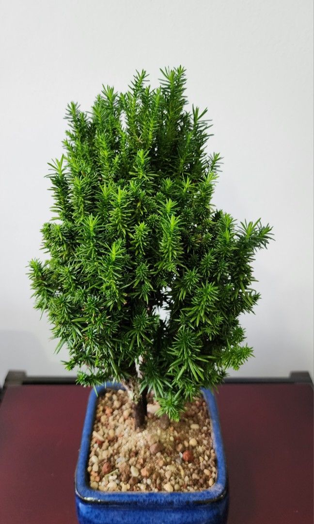 Japanese Red Cedar (Sugi) Bonsai Tree 232-8, Furniture & Home Living ...