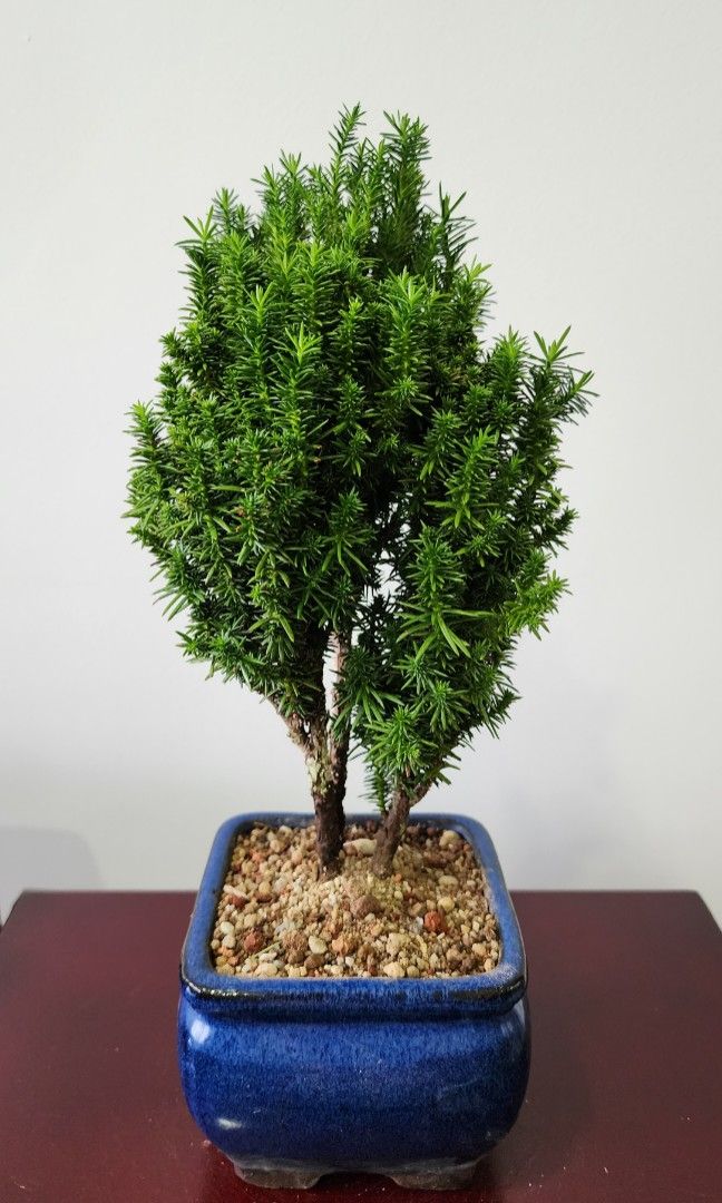 Japanese Red Cedar (Sugi) Bonsai Tree 232-8, Furniture & Home Living ...