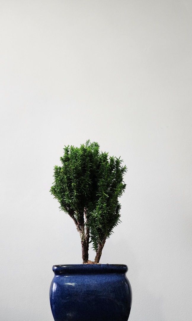 Japanese Red Cedar (Sugi) Bonsai Tree 232-8, Furniture & Home Living ...