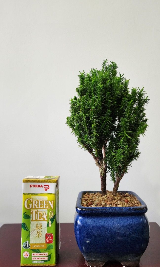 Japanese Red Cedar (Sugi) Bonsai Tree 232-8, Furniture & Home Living ...