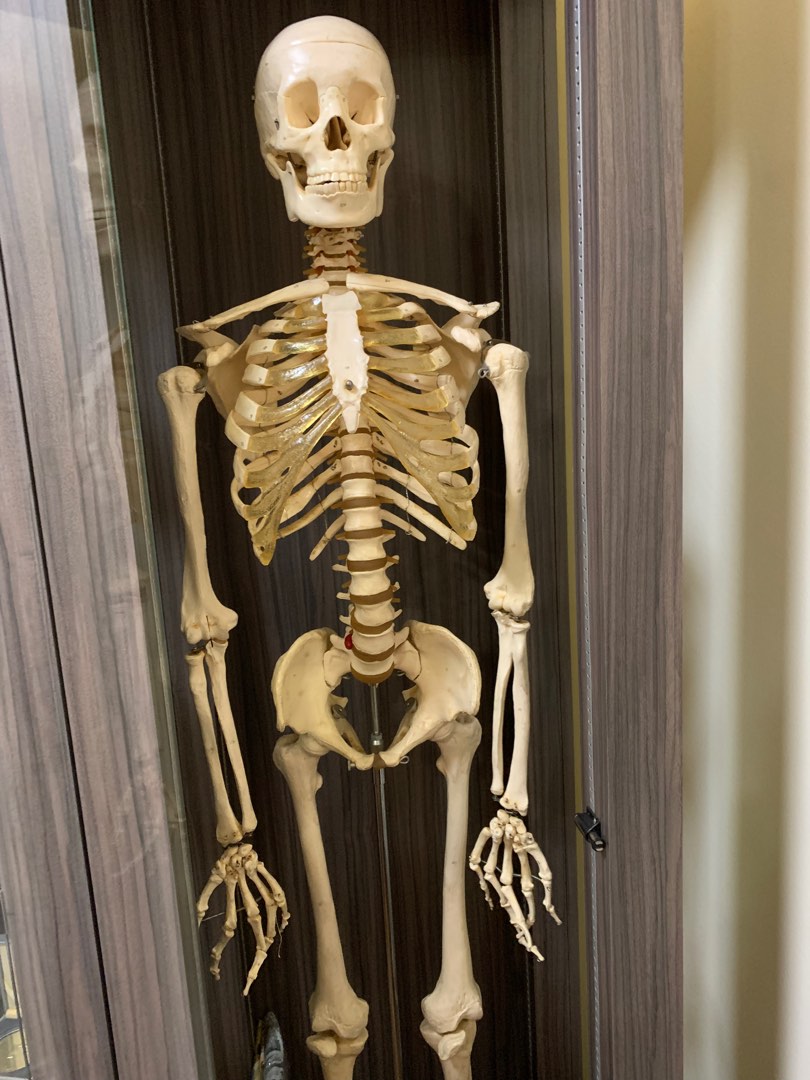 Life size anatomy skeleton model, Everything Else on Carousell