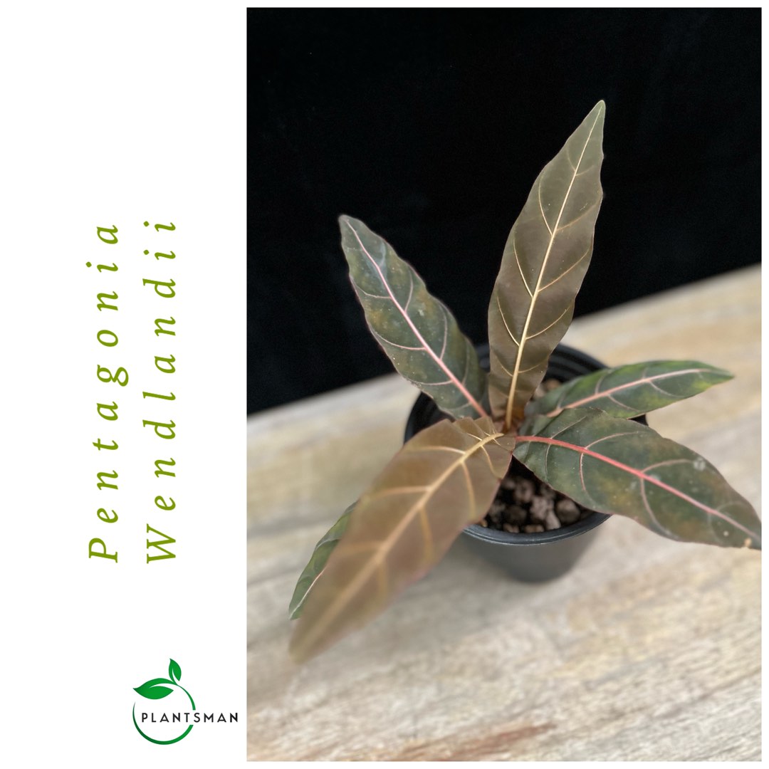 Pentagonia Wendlandii, Furniture & Home Living, Gardening, Plants ...