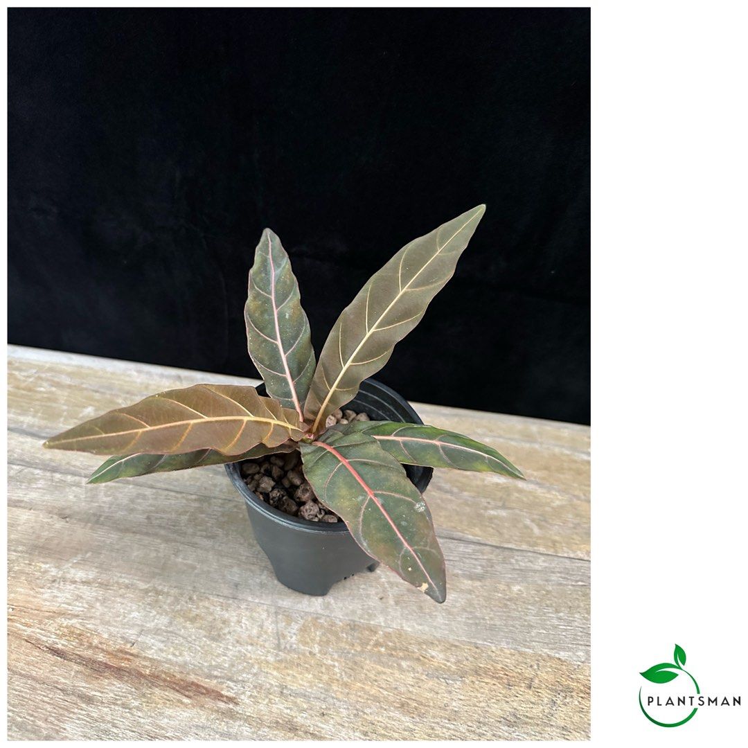 Pentagonia Wendlandii, Furniture & Home Living, Gardening, Plants ...