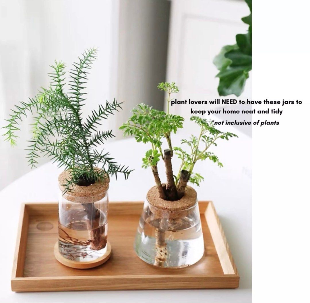 Plant Propagating Glass Jar | Propagate Plans | Plant Lovers ...