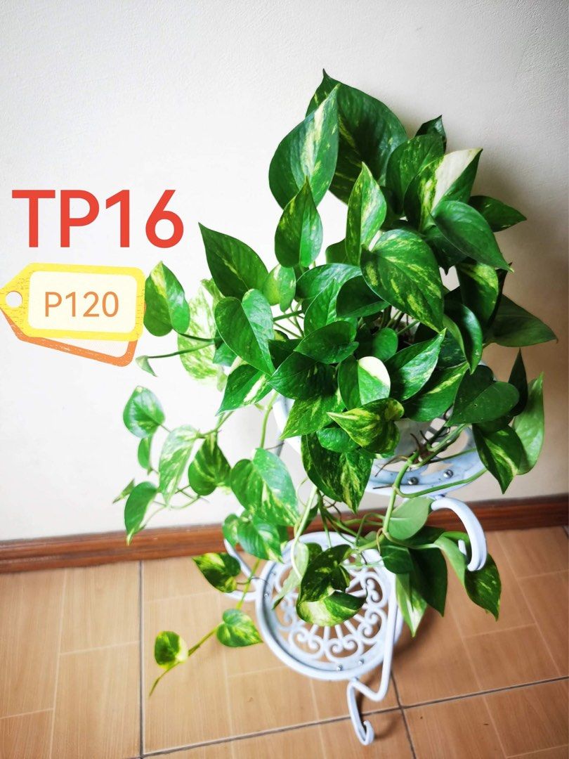 Potted Trailing Golden Pothos, Furniture & Home Living, Gardening ...