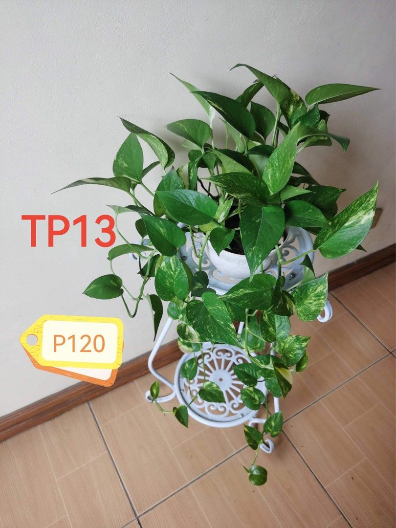 Potted Trailing Golden Pothos, Furniture & Home Living, Gardening ...